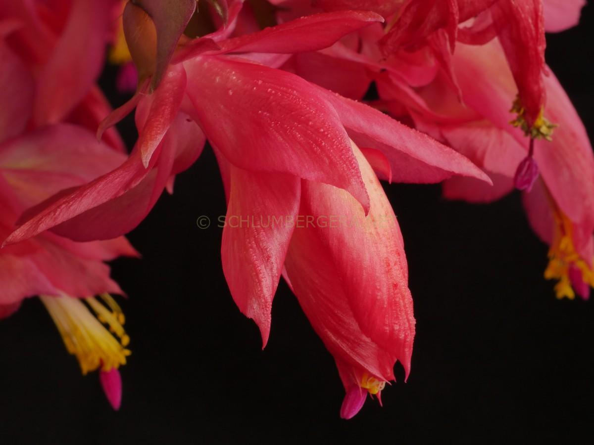 'Bumpy Coral' - Schlumbergera and Rhipsalidopsis