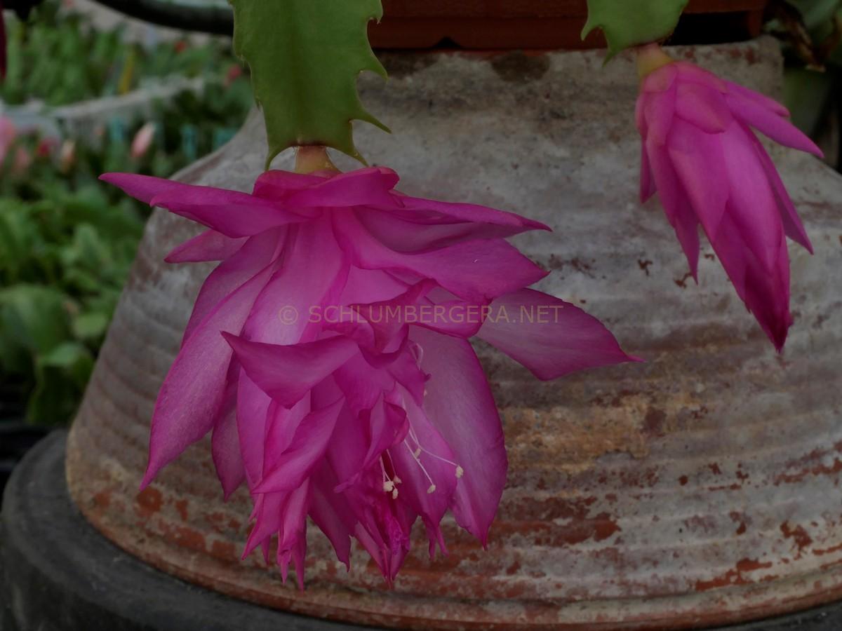 'Double Delight' - Schlumbergera and Rhipsalidopsis