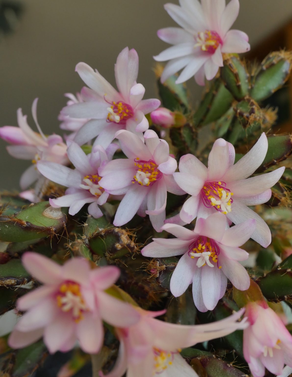 Rhipsalidopsis rosea - Schlumbergera and Rhipsalidopsis