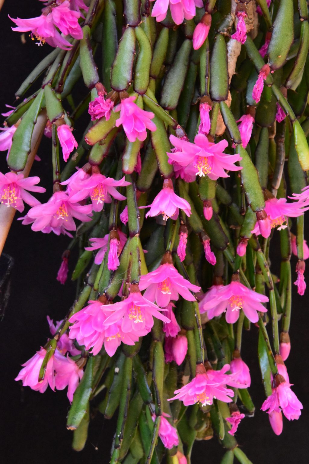 Rhipsalidopsis rosea - Schlumbergera and Rhipsalidopsis