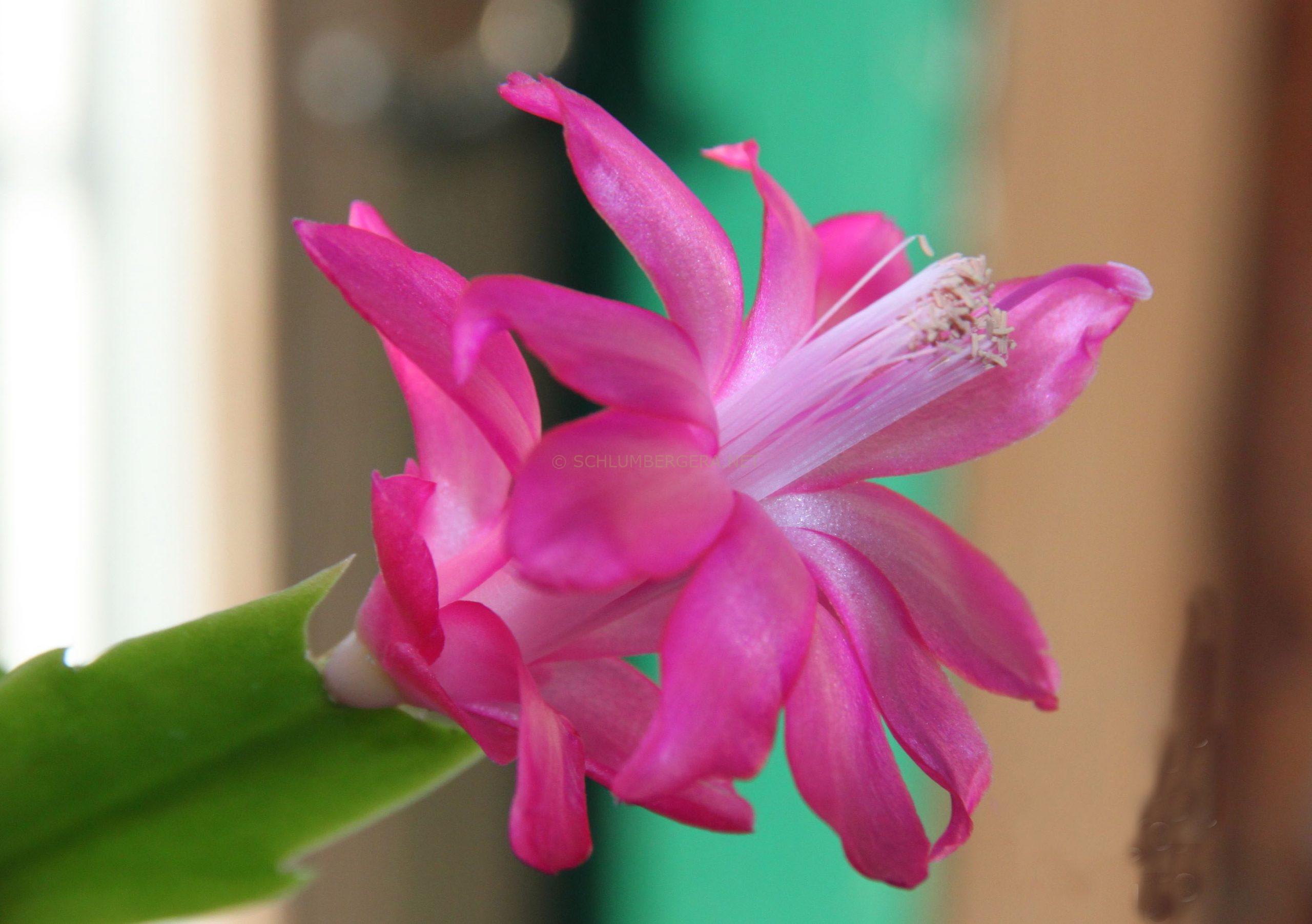 'Isabelle' - Schlumbergera and Rhipsalidopsis