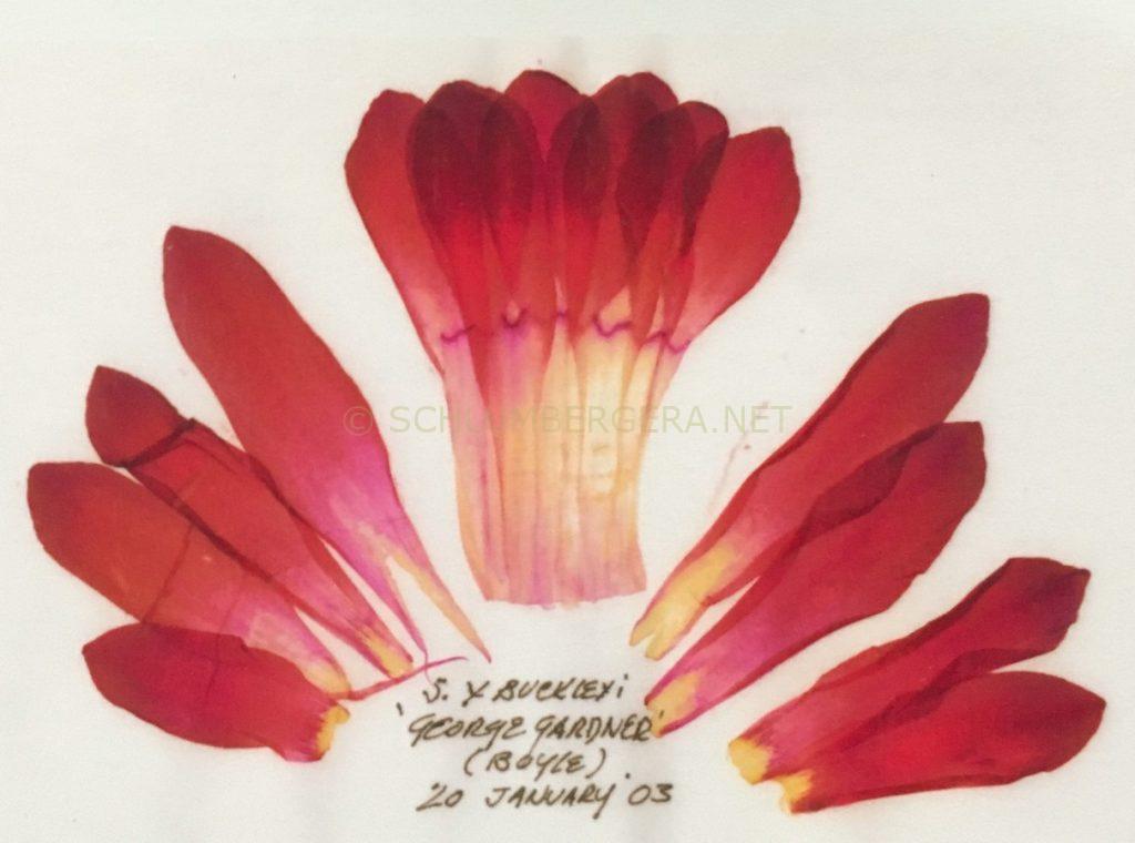 'George Gardner' - Schlumbergera and Rhipsalidopsis