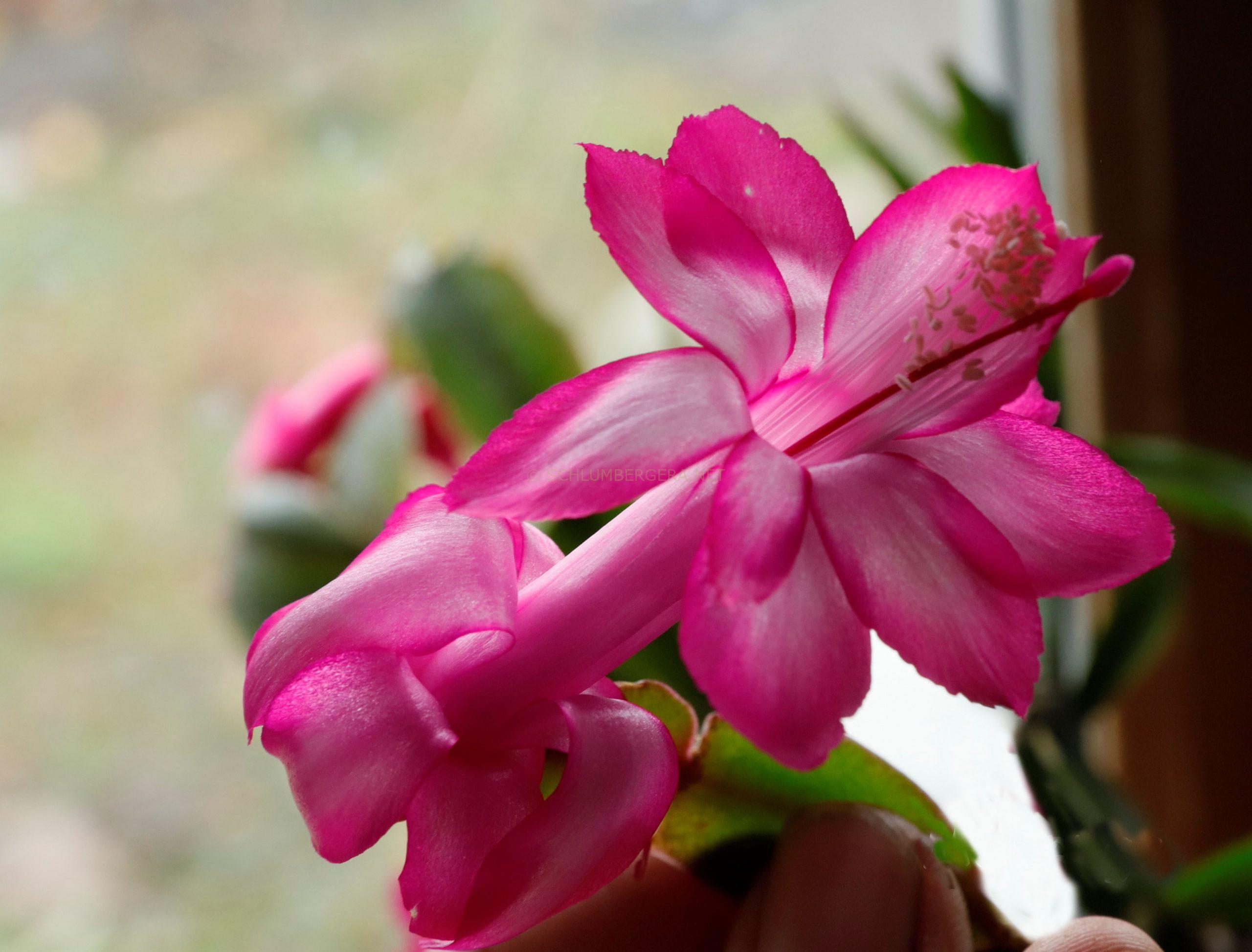 'Madonga' - Schlumbergera and Rhipsalidopsis