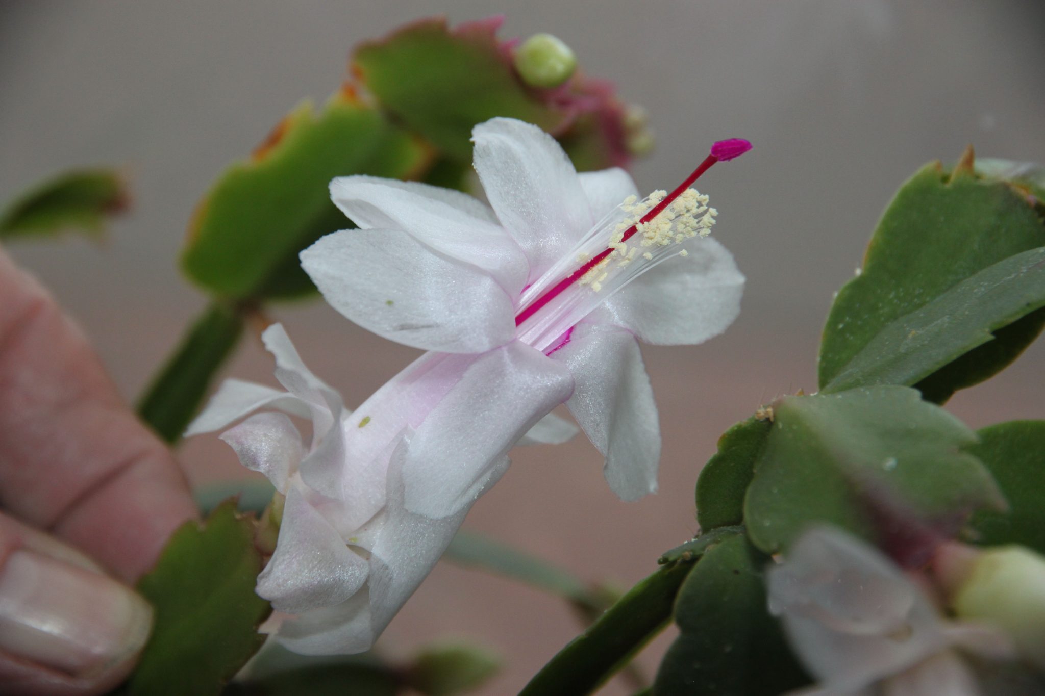 'Malissa' - Schlumbergera and Rhipsalidopsis