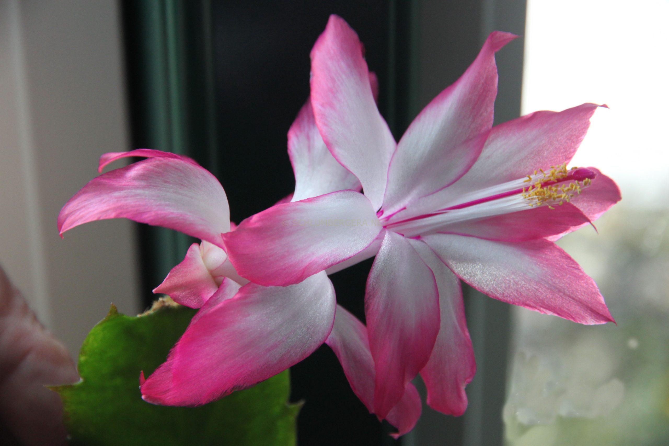 'Ruth Day' - Schlumbergera and Rhipsalidopsis