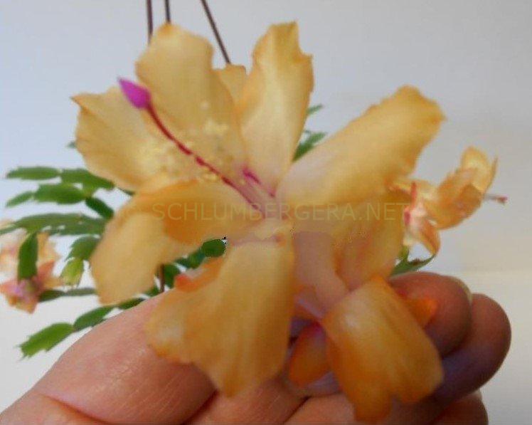 'Prairie Gold' - Schlumbergera and Rhipsalidopsis