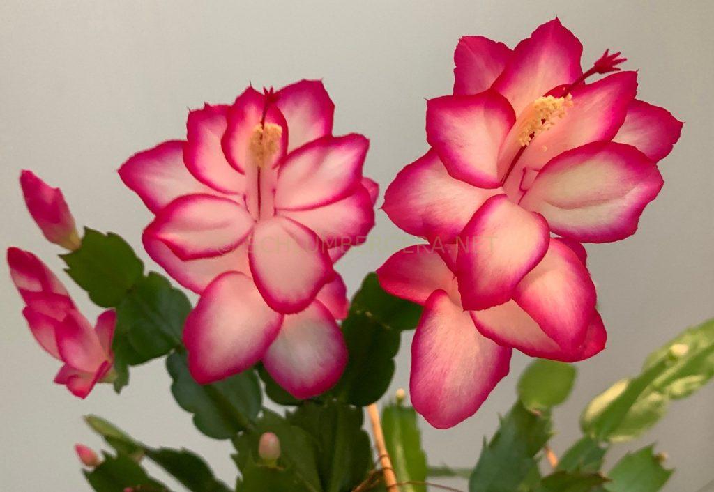 'Golden Pink' - Schlumbergera and Rhipsalidopsis
