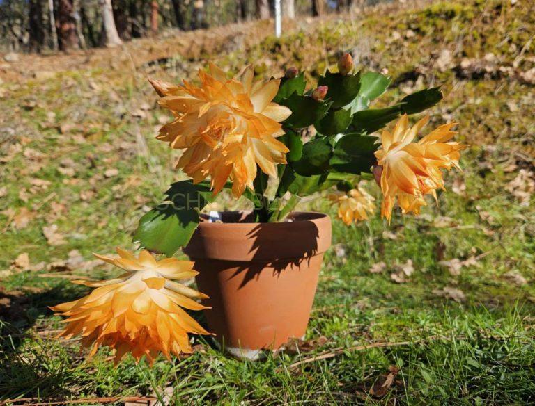 'Double Mango' - Schlumbergera and Rhipsalidopsis