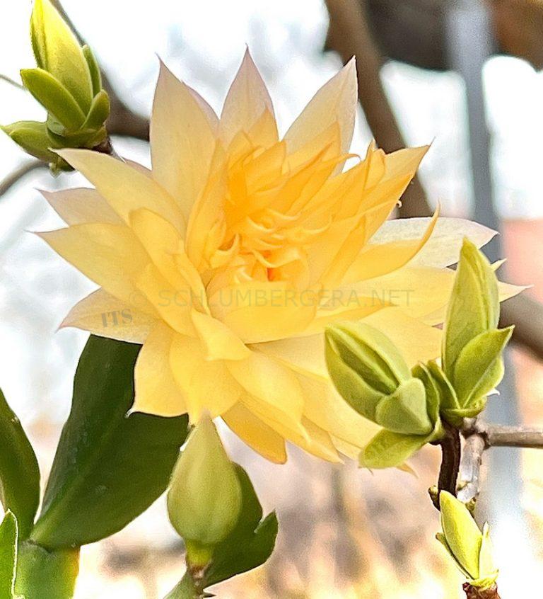 'Sun Halo' - Schlumbergera and Rhipsalidopsis