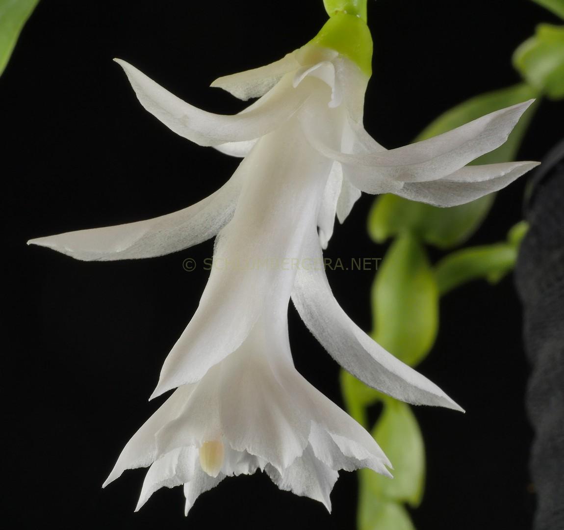 'Paradise Dream' - Schlumbergera and Rhipsalidopsis